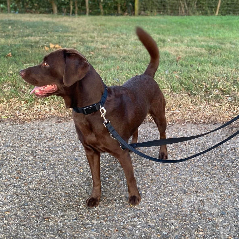 Police Style Dog Training Leads Double Ended Obedience Leash Multi-Fun ...
